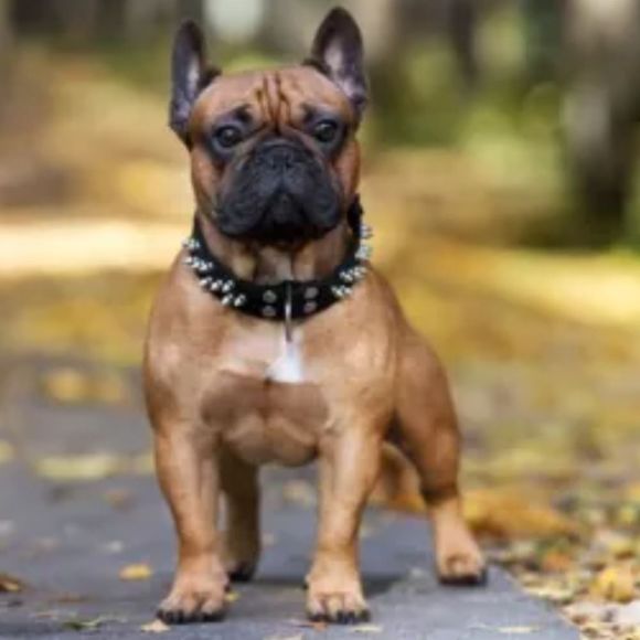 Spring Sparks | Dog | Hp Spring Spark Sharpspiked Studded Black Faux ...